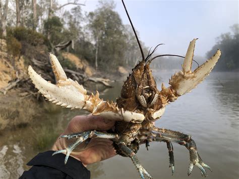 Species Of The Month Releasing Murray Crayfish Back Where They Were
