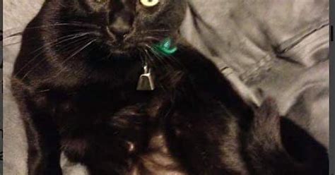 Lost Cat Without Tail Album On Imgur