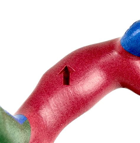 Membranous Labyrinth Left Ear Multi Color Vestibular First