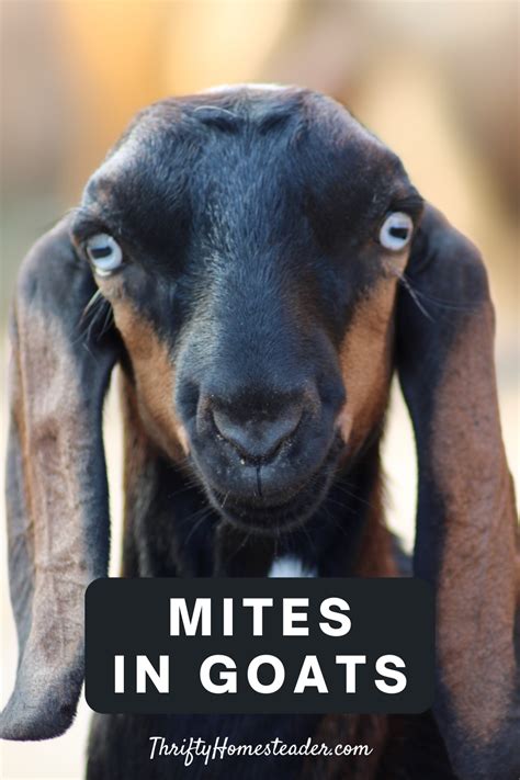 Rotational Grazing For Goats Artofit