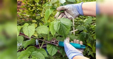 Як правильно обрізати малину поради садівників «ФАКТИ