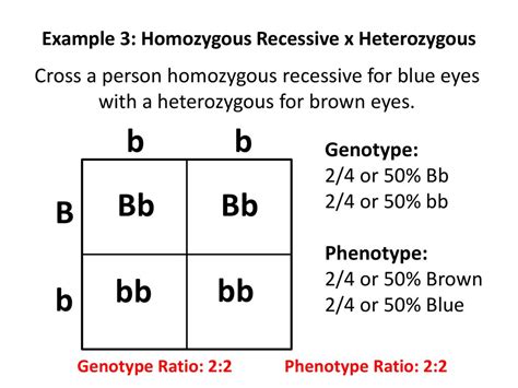 Homozygous And Heterozygous Examples