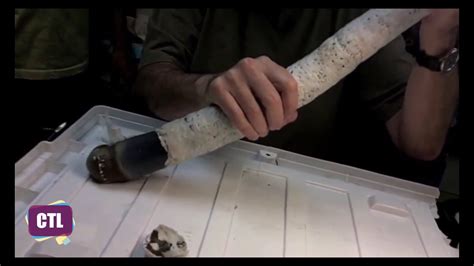 Kuphus Polythalamia Youtube