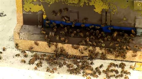 폭염에 양봉 농가도 시름 꿀벌 절반으로 줄어