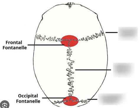 Ap Lecture 19 Suture Line Id Diagram Quizlet