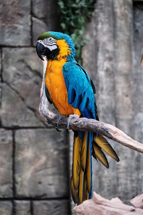 400 birds species classification a deep learning approach for… by