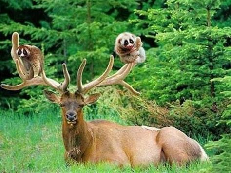 とても仲良しな動物たちの写真29枚 オモシロ画像の集積1