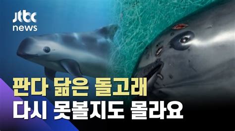 판다 닮은 돌고래 그물에 걸려 무차별 희생…멸종 위기 Jtbc 사건반장 Youtube