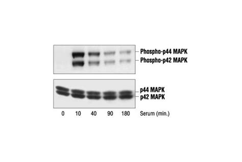 P4442 Mapk Erk12 Antibody Cell Signaling Technology
