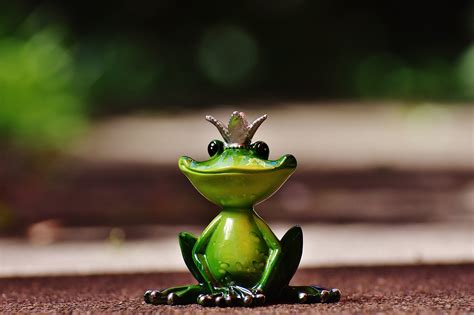 La Grenouille Prince Photo Gratuite Sur Pixabay Pixabay