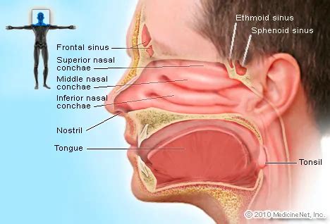 Is A Sinus Infection Contagious Bacterial Vs Viral Symptoms