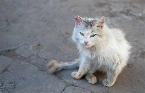 流浪猫图片 包图网企业站