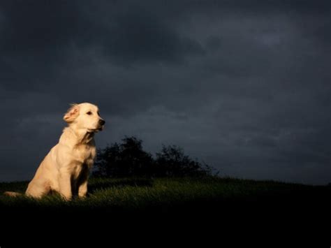 Por Qué Lloran Los Perros En La Noche Blog De Perros