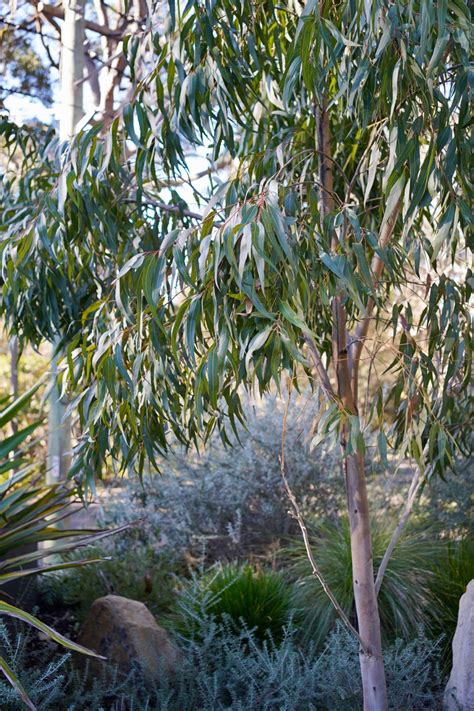 Dwarf Eucalyptus For Small Gardens Eucalyptus Citriodora Dwarf