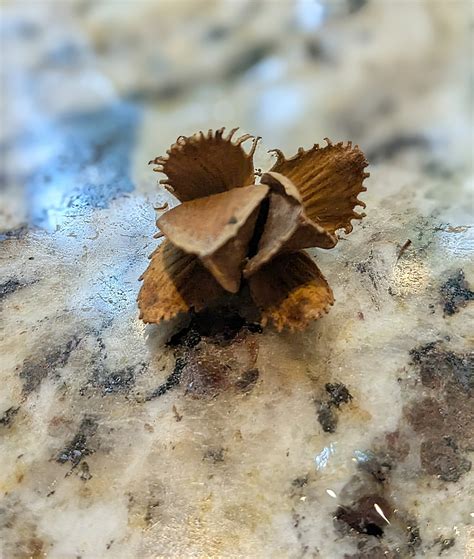 🧺 Witch Challenge Foraging Fun Activities The Spells8 Forum