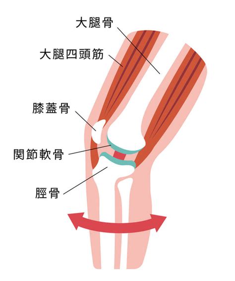 Osteoarthritis Knee Free Stock Vectors