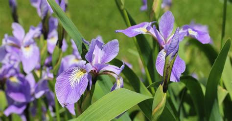 15 Plants That Attract Dragonflies The Garden Magazine