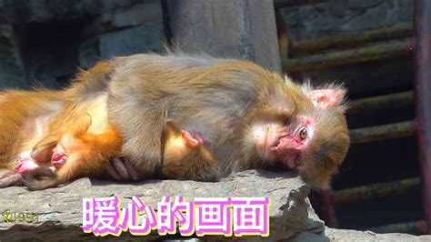 为了让新生猴娃多喝奶，猴妈躺在冰冷的地上喂奶，真是太暖心了自然动物好看视频
