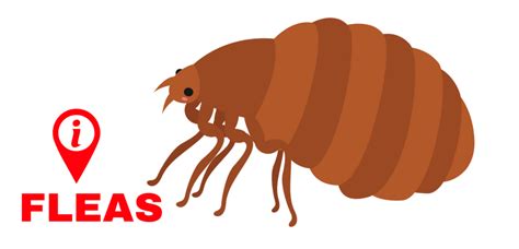 Fleas Dandenong Pest Control