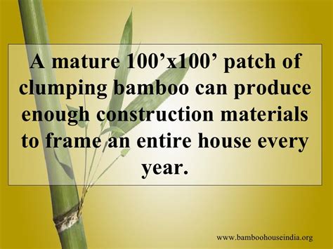 Bamboo Facts