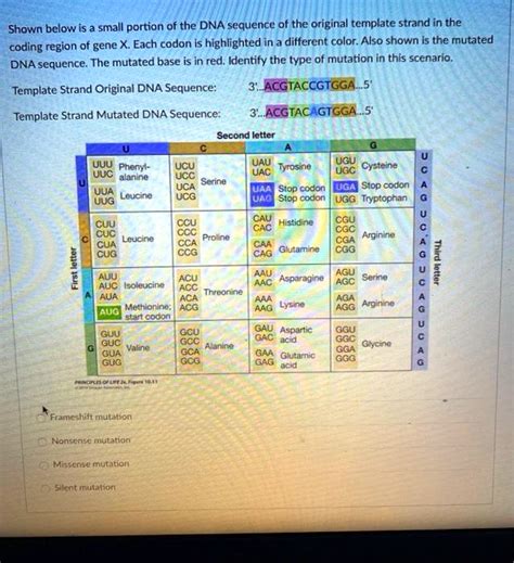 Solved Shown Below Is Small Portion Of The Dna Sequence Of The Original Template Strand In The