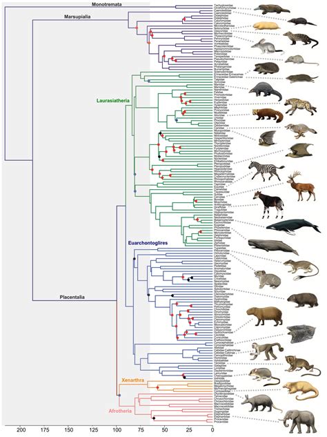 Эволюция млекопитающих схема