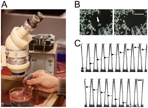 Set Up And Demonstration Of The Equilibrium Method A Photograph Of A