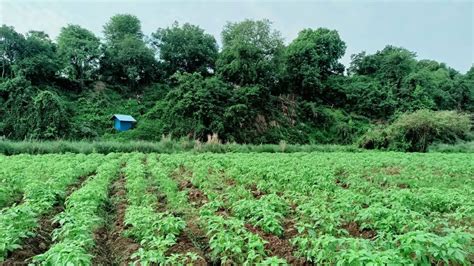 စစ်ရေးပဋိပက္ခကြားထဲက ဂန့်ဂေါစိုက်ပျိုးရေး Youtube