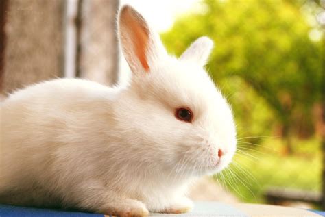 144 Hình Vẽ Cute Bộ Sưu Tập Khổng Lồ Dành Cho Bạn