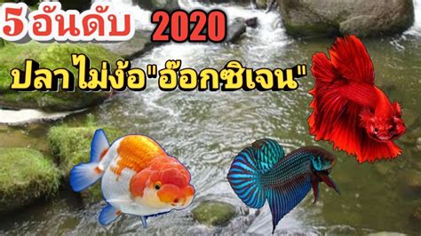 5อันดับ ปลาไม่ง้ออ๊อกซิเจน Youtube