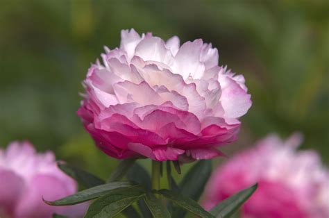 Peony Colors And Varieties