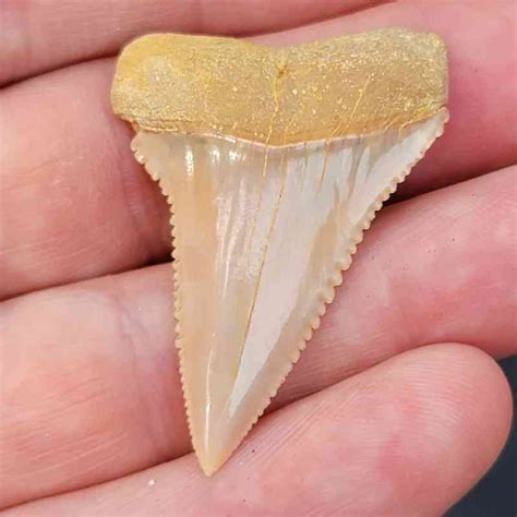 Chilean Giants Fossil Great White Shark Teeth Jts Shark Teeth