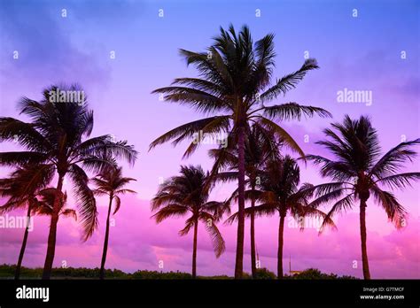 Florida Beaches With Palm Trees