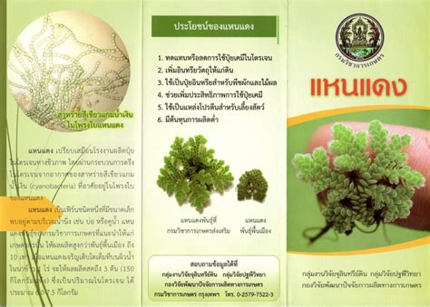 12 แหนแดง กองวิจัยพัฒนาปัจจัยการผลิตทางการเกษตร
