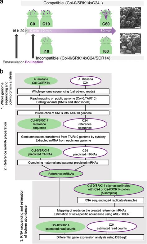 experimental and data analysis pipeline of snp based rna seq analysis