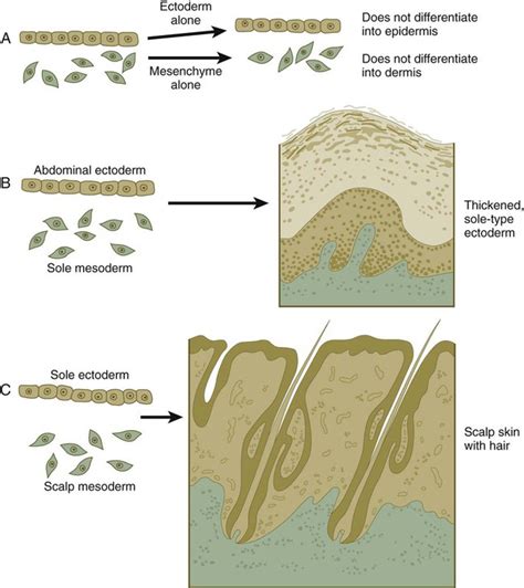 Integumentary Skeletal And Muscular Systems Basicmedical Key