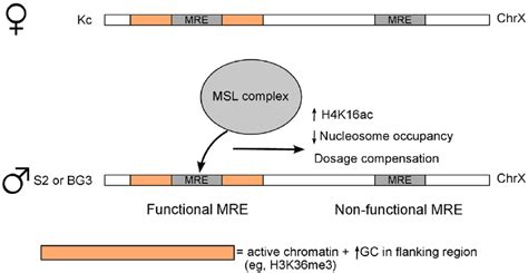 Model For Binding Site Selection By A Chromatin Associated Factor Our