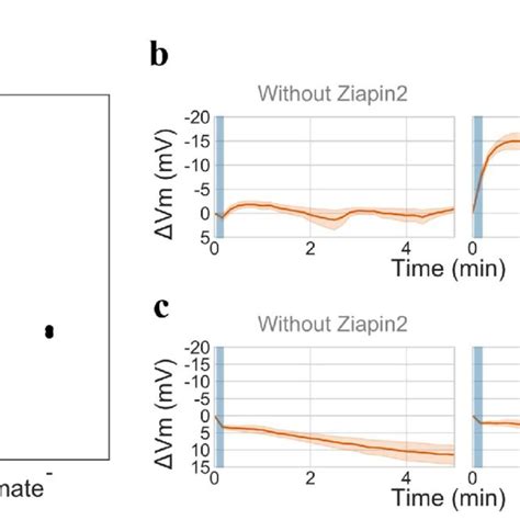 Photo Induced Hyperpolarisation Response Depends On Glutamate And