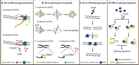 Non Canonical Functions Of Splicing Factors Sfs And Dna Repair Download Scientific Diagram