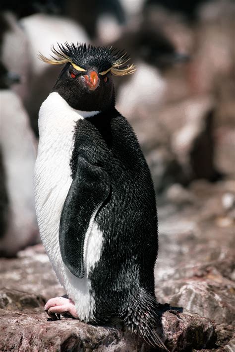 Penguins With Eyebrows A Captivating Phenomenon Nature Blog Network