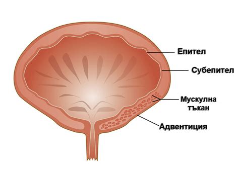 Рак на пикочния мехур Urology Bg