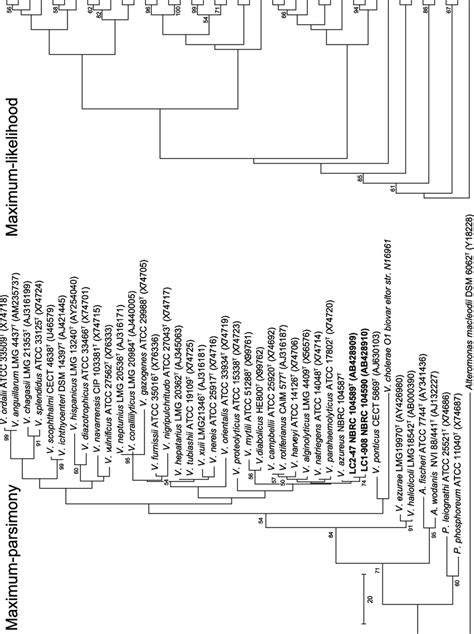 Phylogenetic Tree Based On The Maximum Parsimony Method Left And Download Scientific Diagram