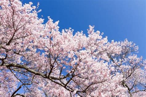 日本三大桜・五大桜って知ってる？一生に一度はお花見したい桜の名所 Tripaトリパ｜旅のプロがお届けする旅行に役立つ情報