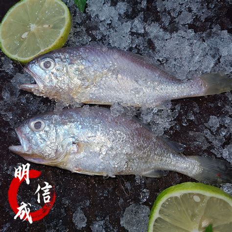 白口魚帕頭啊 明信成海鮮水產專賣店