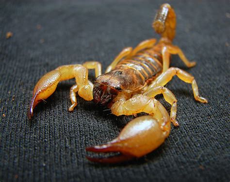 Scorpion Ten Random Facts