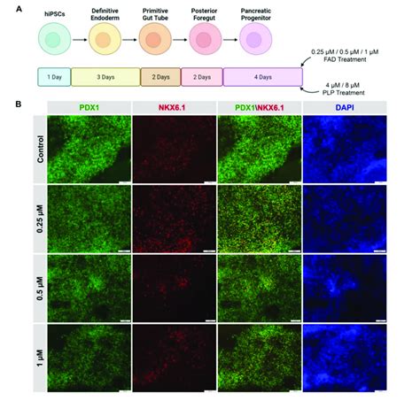 Differentiation Of Hipscs Into Pancreatic Progenitors In The Presence