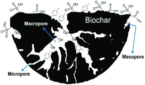 Schematic Of Porous Biochar Containing Various Functional Groups