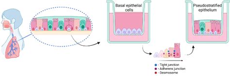 Figure 41 From The Airliquid Interface Model Semantic Scholar