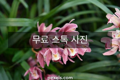 20개의 최고의 오키드 사진 · 100 무료 다운로드 · Pexels 스톡 사진
