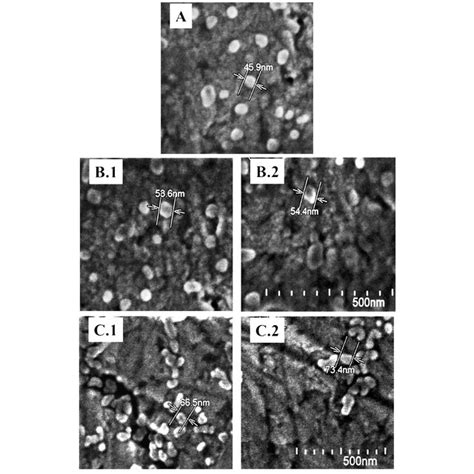 Morphology And Size Of The Nps By Sem At 1 0 Kv Their Spherical